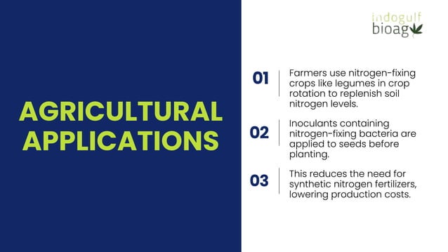 The Basics of Nitrogen-Fixing Bacteria | PPT