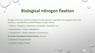Nitrogen metabolism | PPT