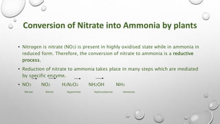 Nitrogen metabolism | PPT