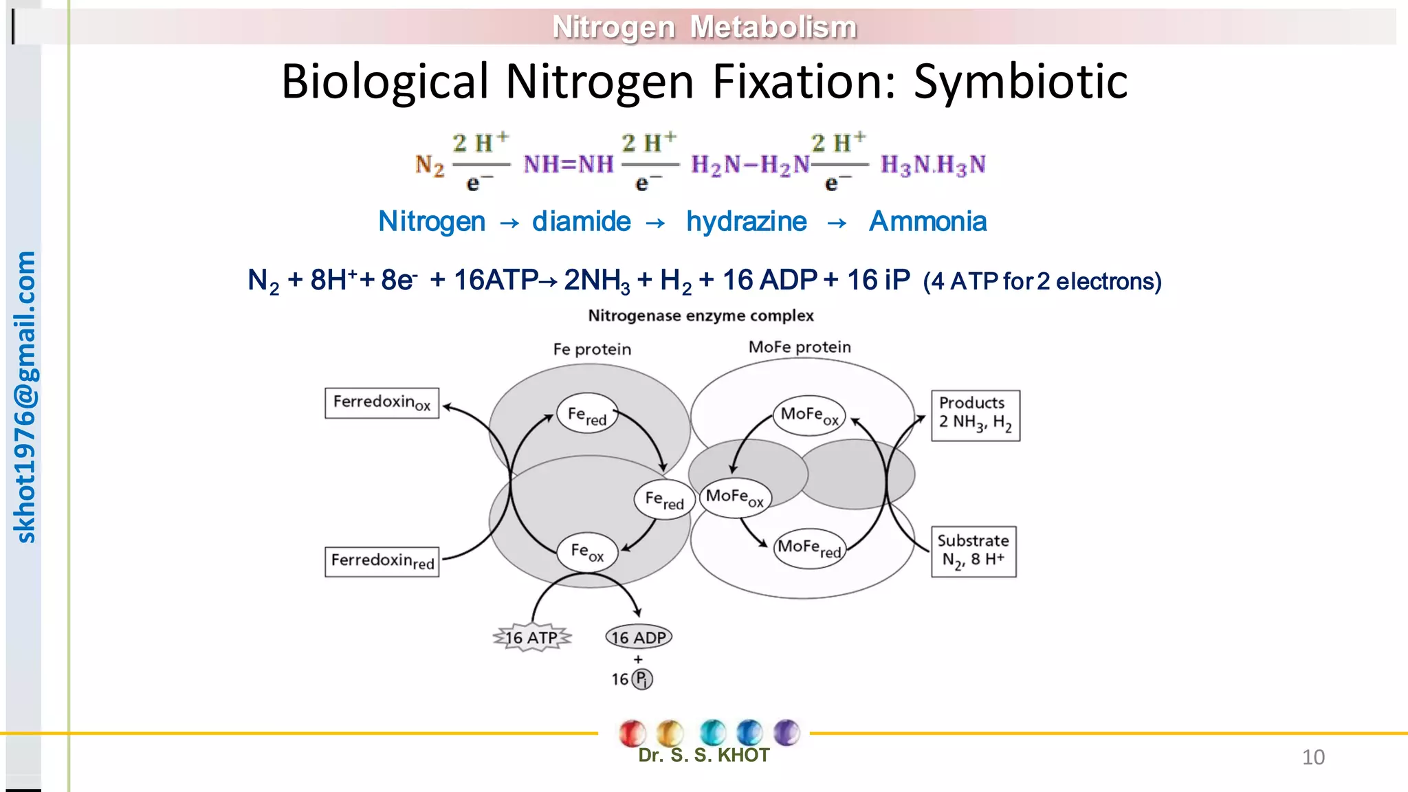 Nitrogen metabolism | PDF