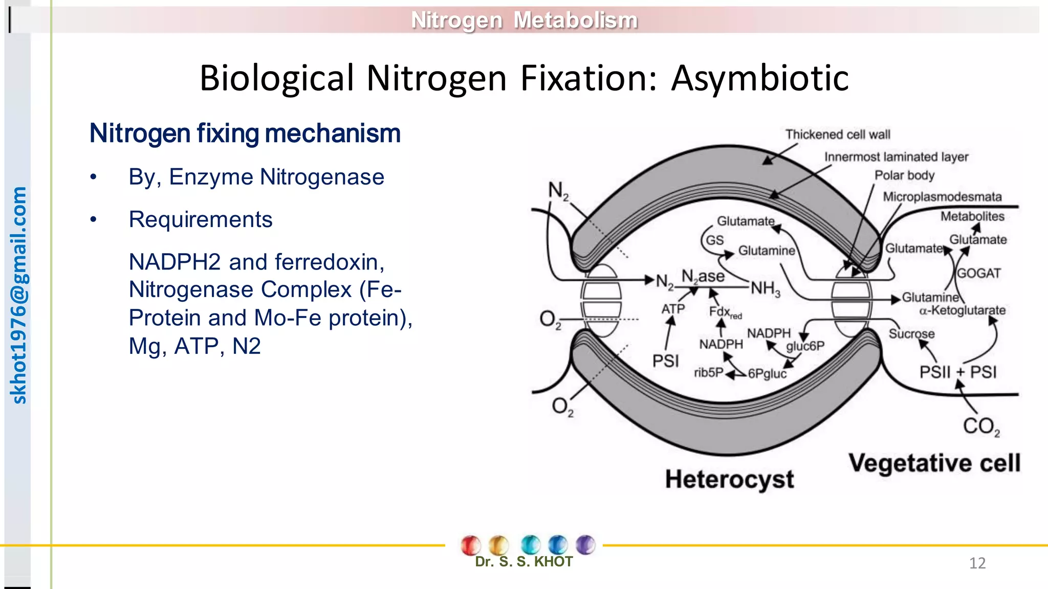 Nitrogen metabolism | PDF