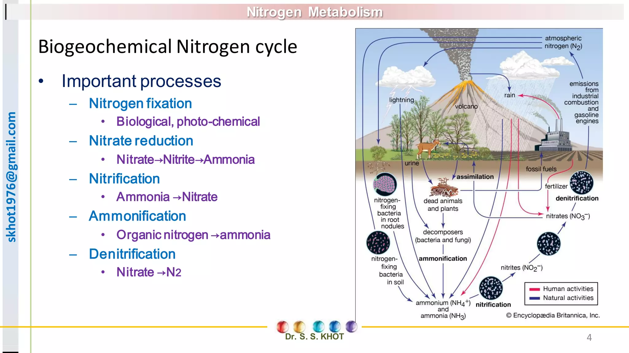 Nitrogen metabolism | PDF