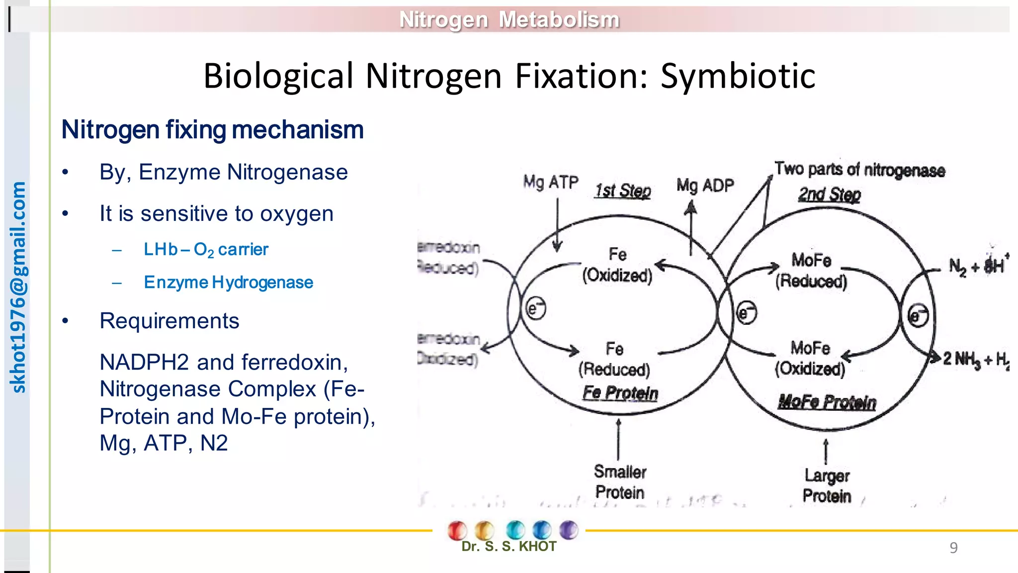 Nitrogen metabolism | PDF
