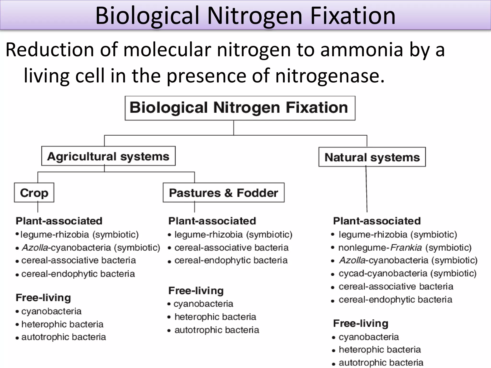 Nitrogen metabolism | PPT