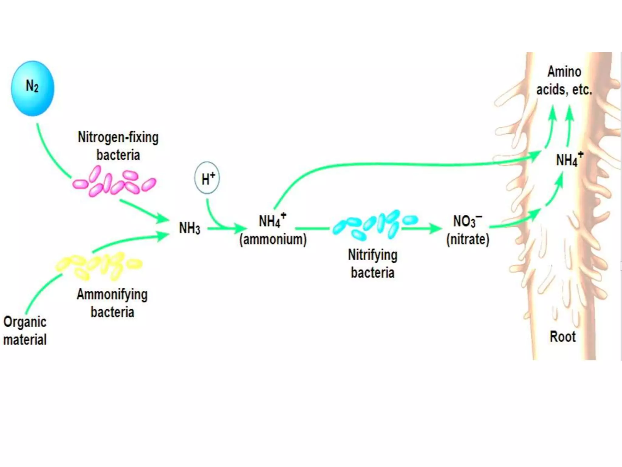 Nitrogen metabolism | PPT