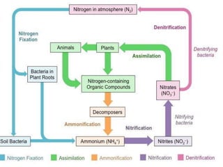 Nitrogen metabolism | PPT