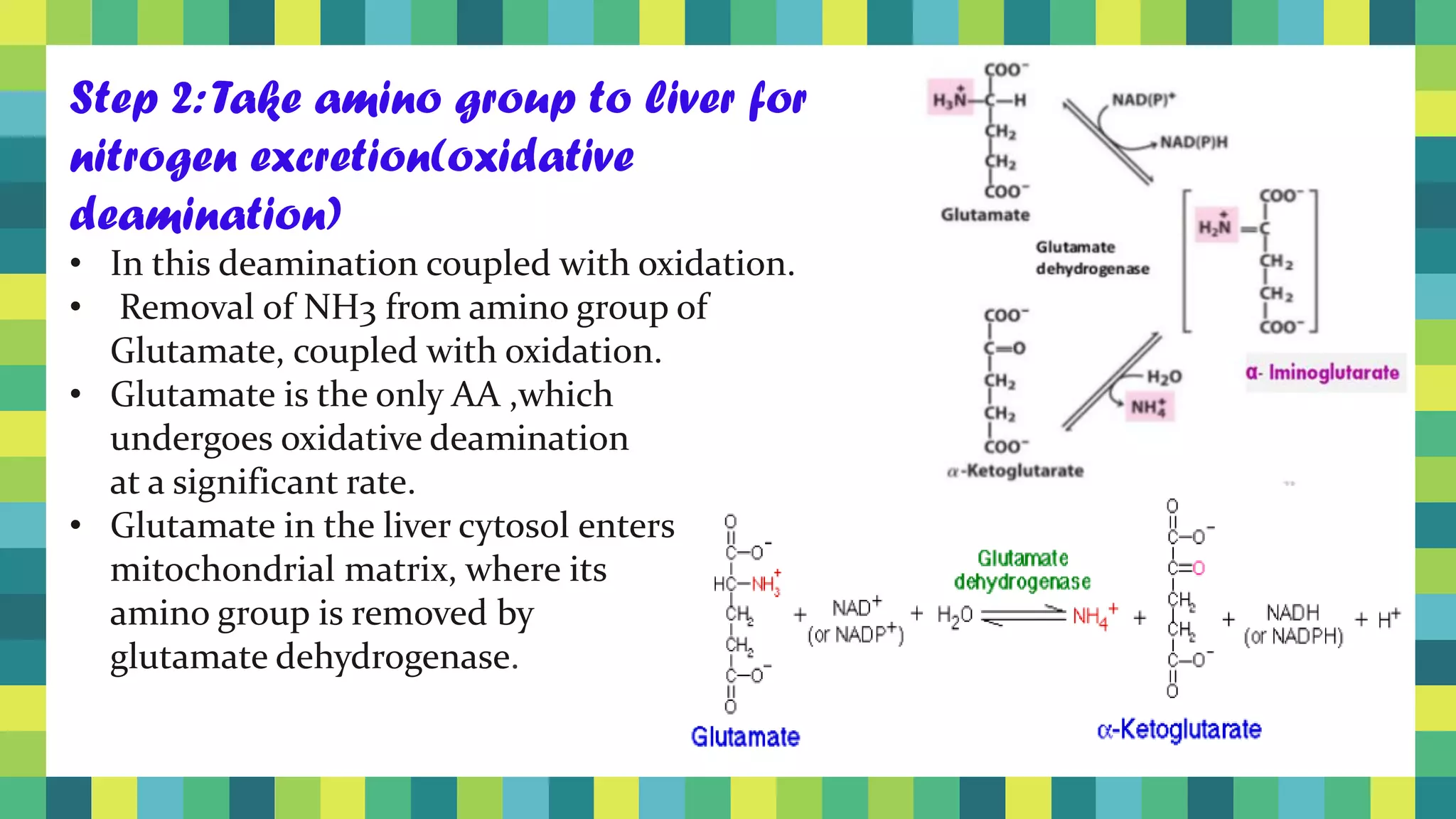 Nitrogen metabolism (metabolic fate of amino acid, catabolism of amino ...