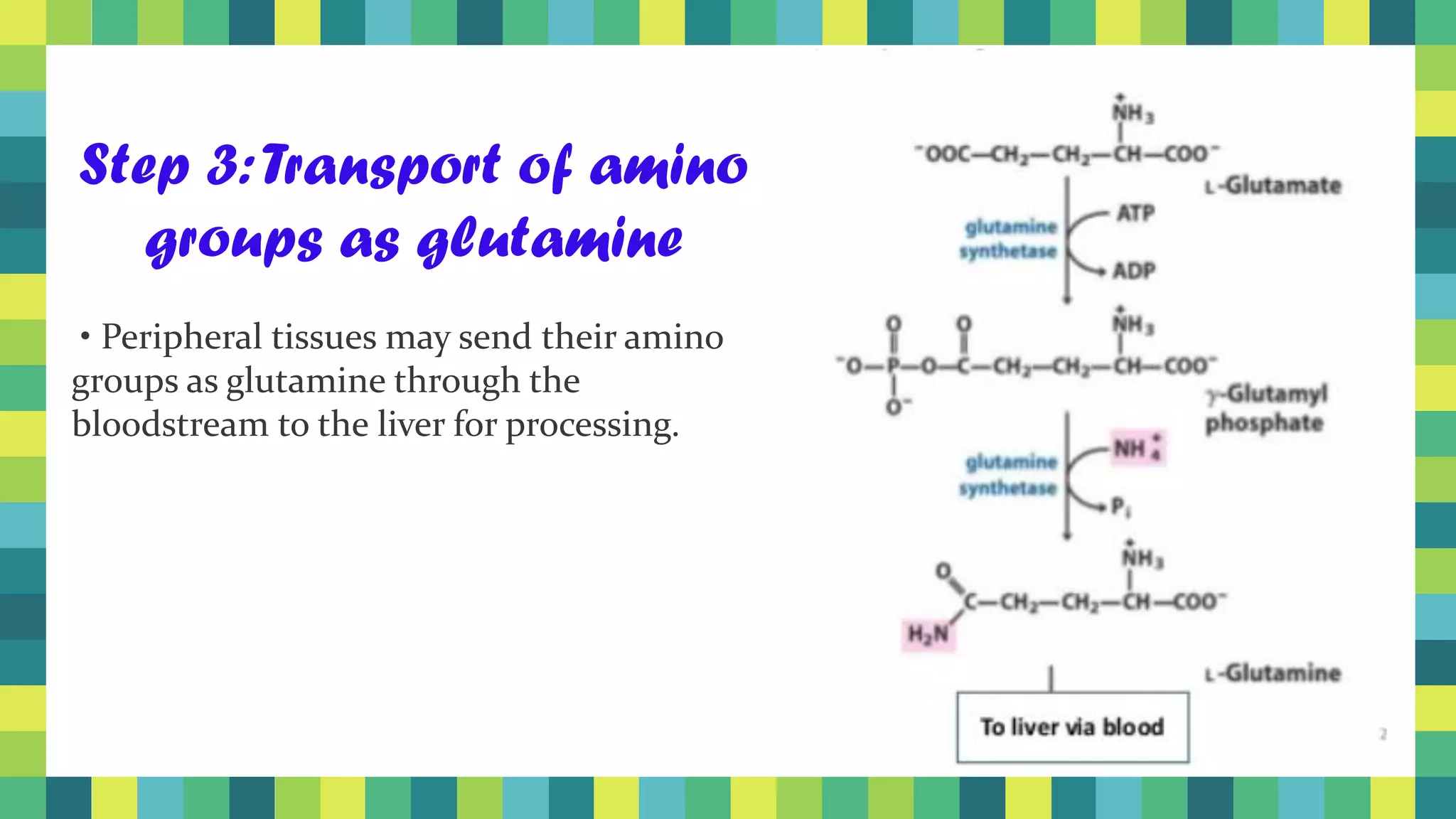 Nitrogen metabolism (metabolic fate of amino acid, catabolism of amino ...