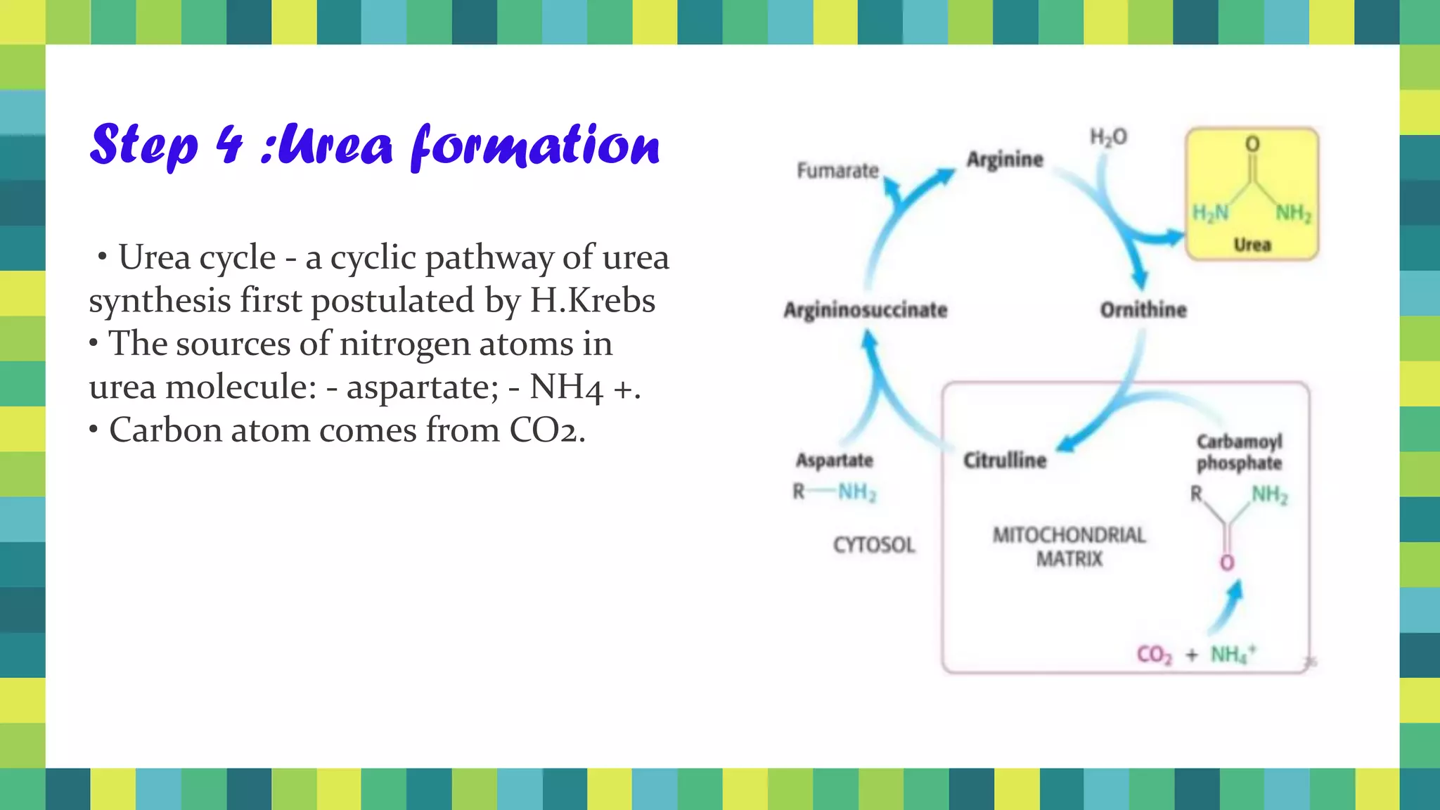 Nitrogen metabolism (metabolic fate of amino acid, catabolism of amino ...