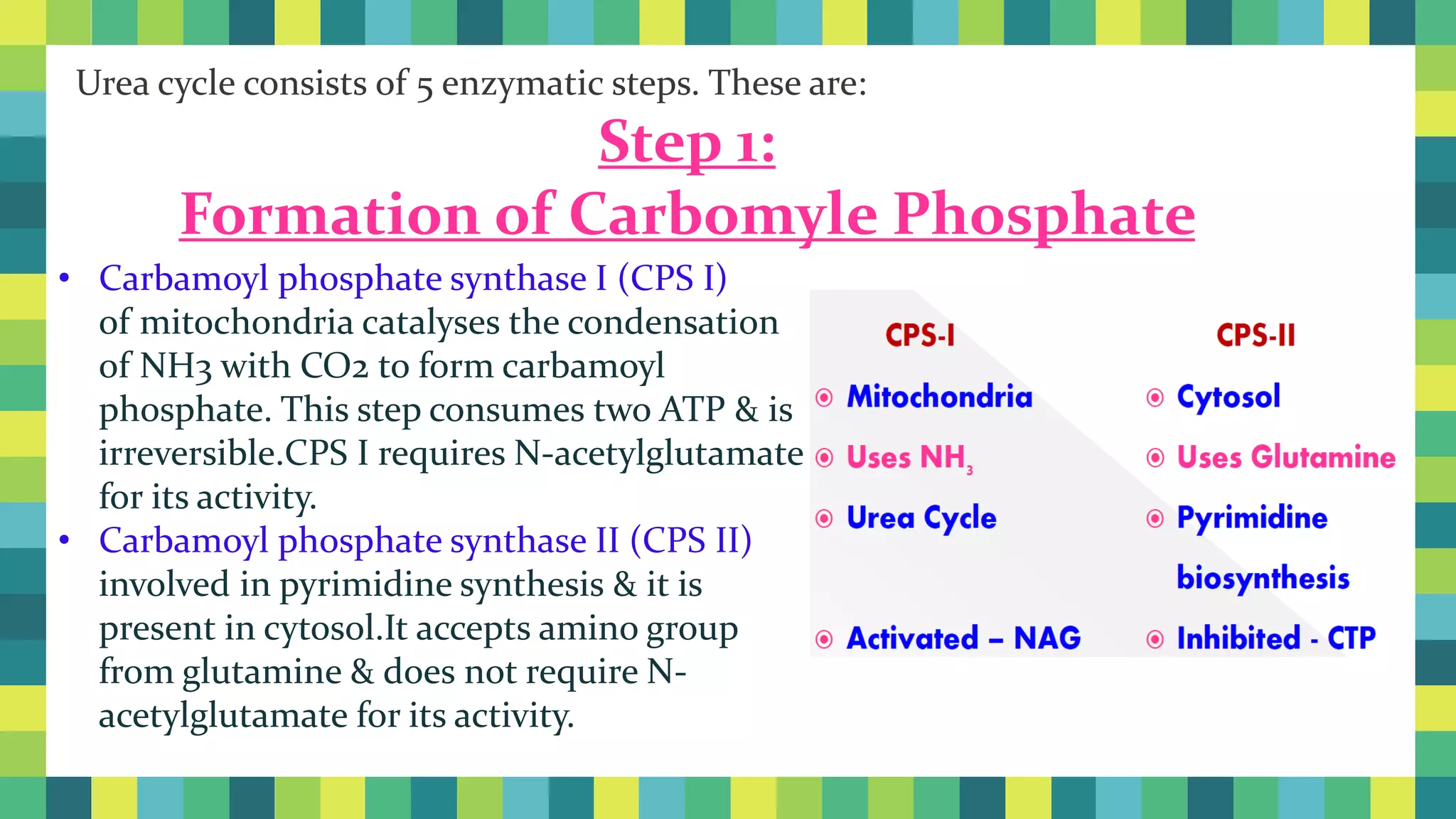Nitrogen metabolism (metabolic fate of amino acid, catabolism of amino ...