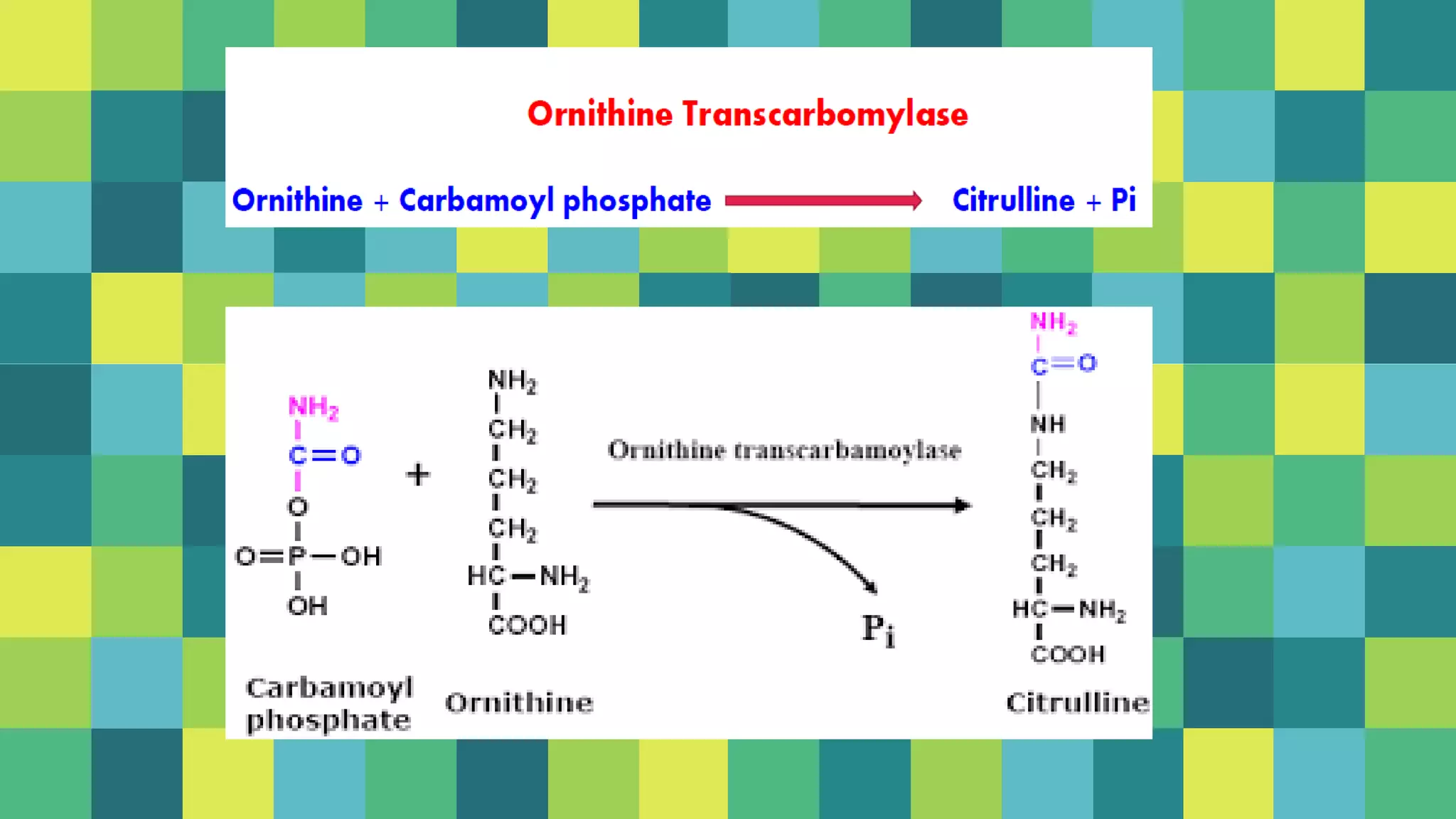 Nitrogen metabolism (metabolic fate of amino acid, catabolism of amino ...
