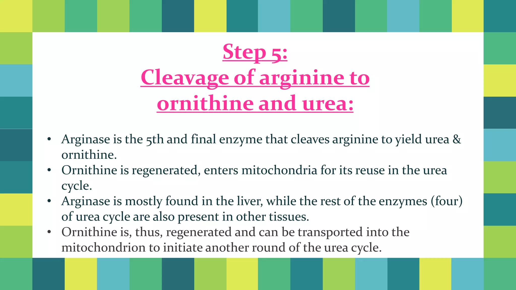 Nitrogen metabolism (metabolic fate of amino acid, catabolism of amino ...