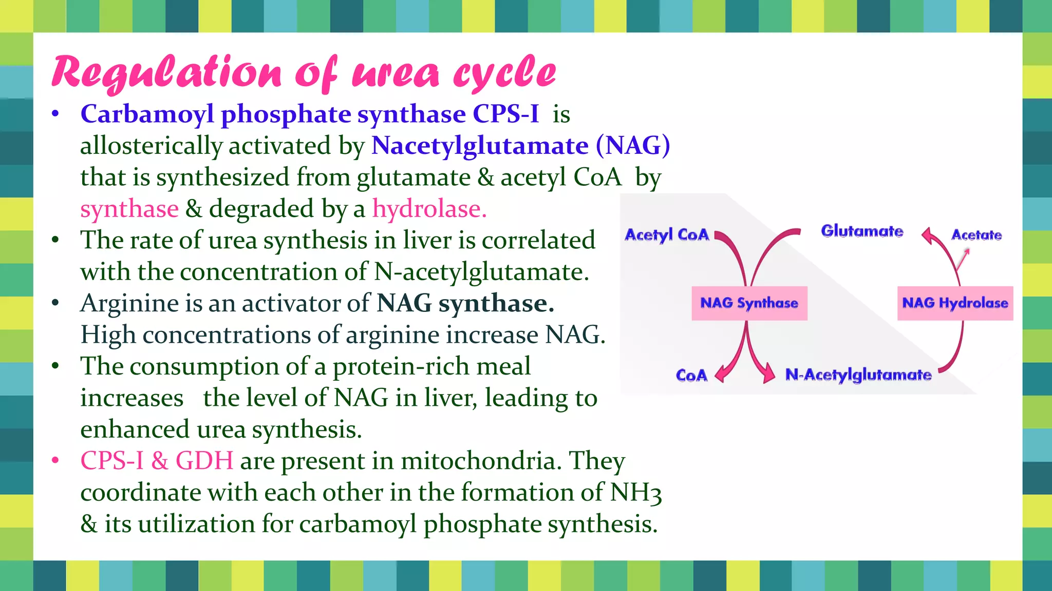 Nitrogen metabolism (metabolic fate of amino acid, catabolism of amino ...