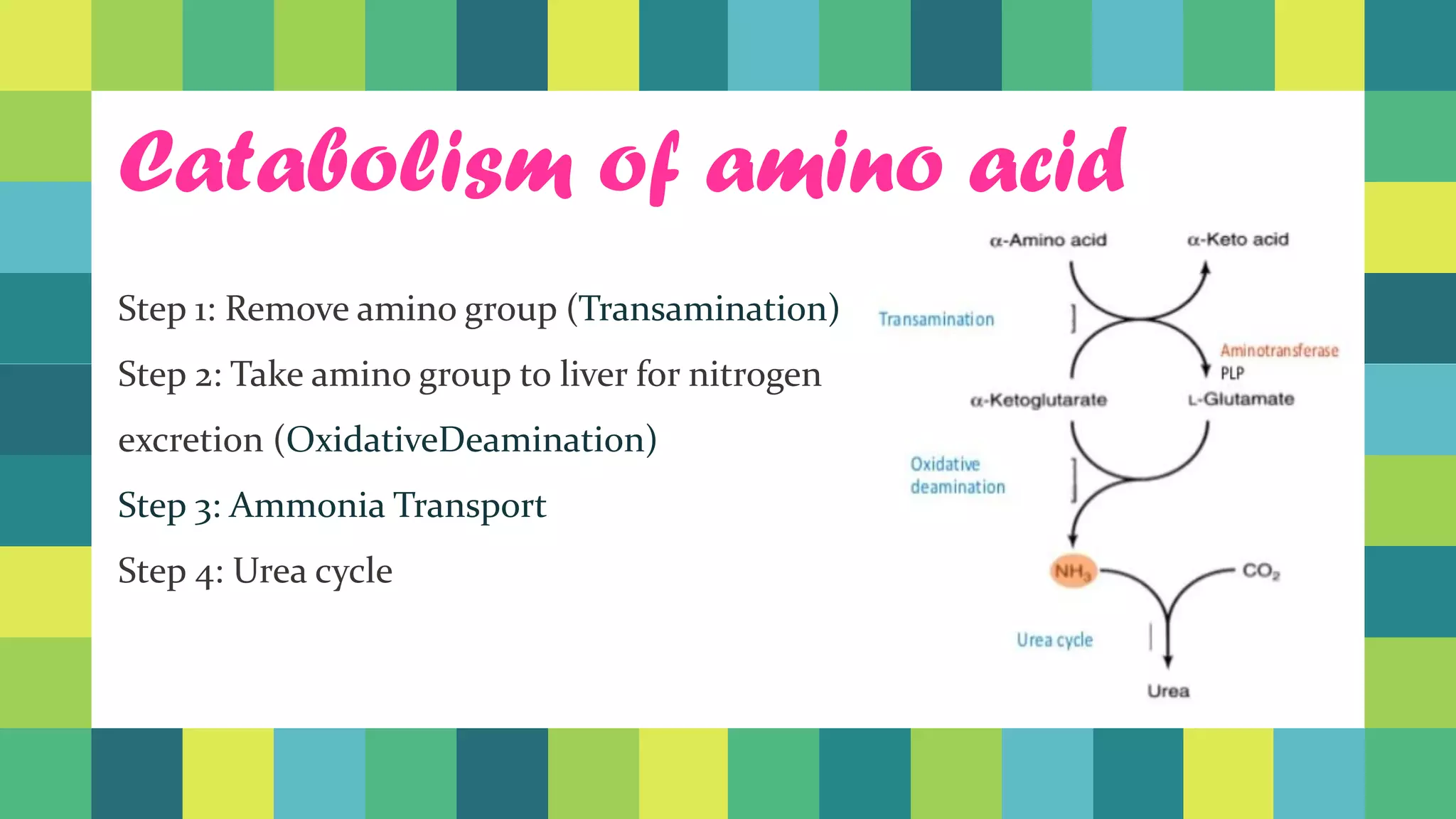 Nitrogen metabolism (metabolic fate of amino acid, catabolism of amino ...