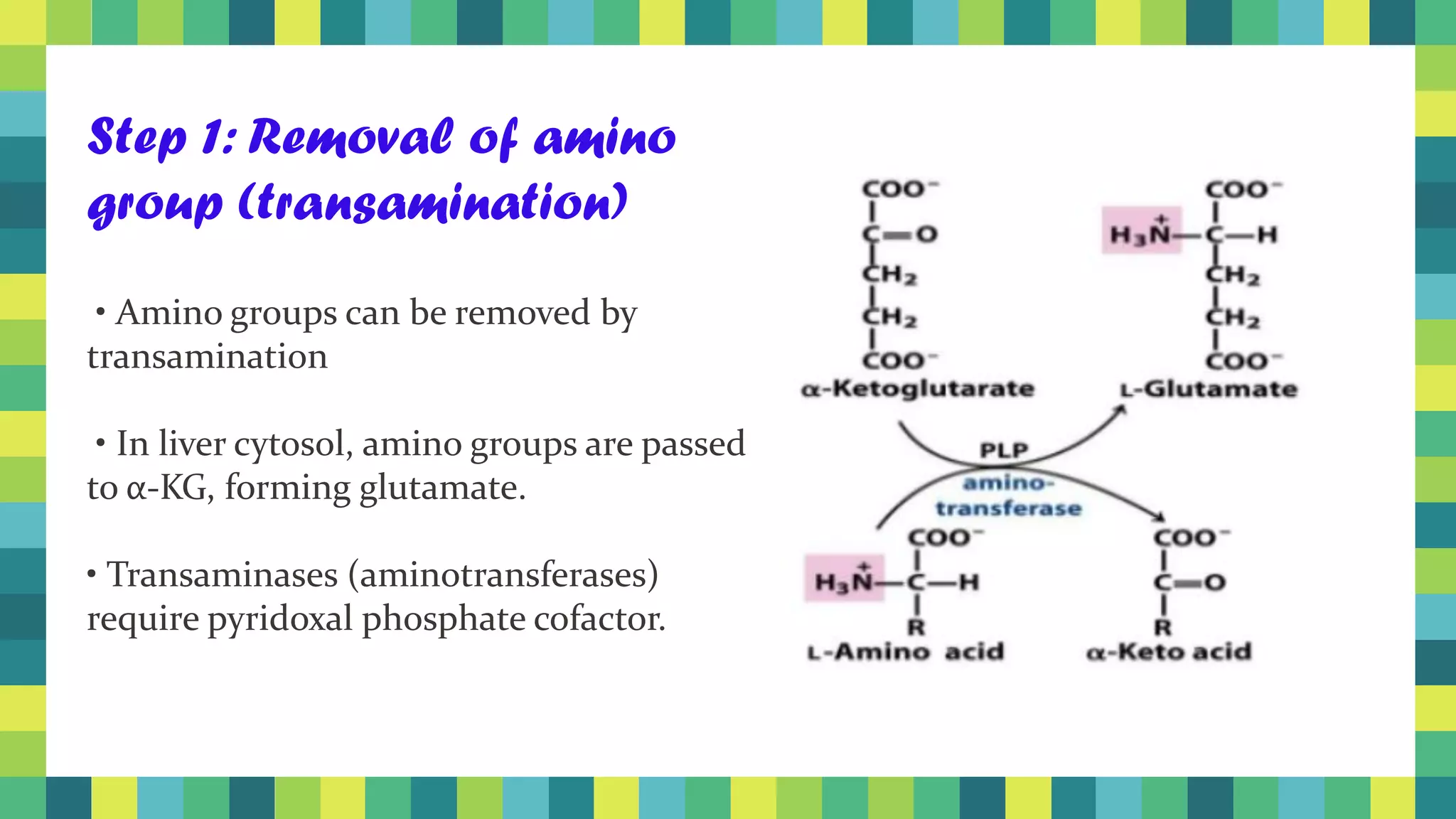 Nitrogen metabolism (metabolic fate of amino acid, catabolism of amino ...