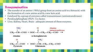 Nitrogen metabolism (metabolic fate of amino acid, catabolism of amino ...