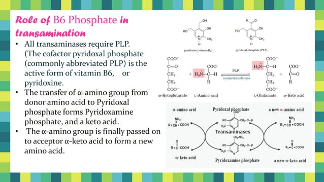 Nitrogen metabolism (metabolic fate of amino acid, catabolism of amino ...