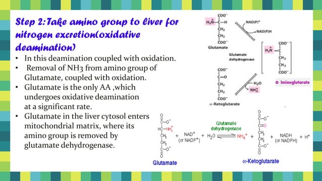 Nitrogen metabolism (metabolic fate of amino acid, catabolism of amino ...