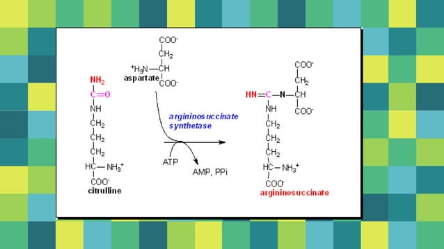 Nitrogen metabolism (metabolic fate of amino acid, catabolism of amino ...