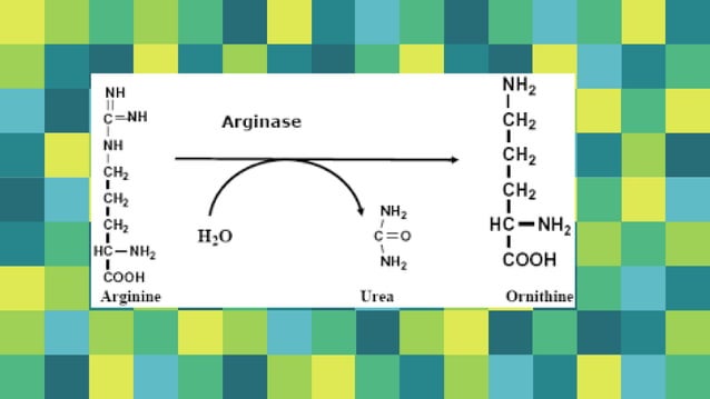 Nitrogen metabolism (metabolic fate of amino acid, catabolism of amino ...