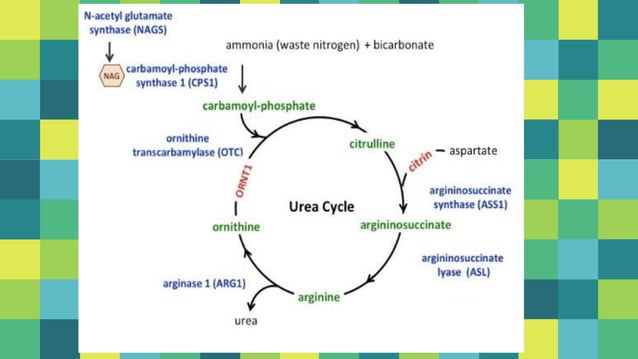 Nitrogen metabolism (metabolic fate of amino acid, catabolism of amino ...