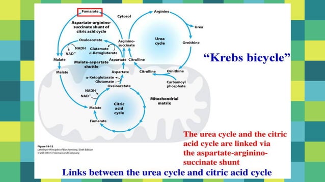 Nitrogen metabolism (metabolic fate of amino acid, catabolism of amino ...