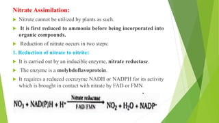 Nitrogen metabolism | PPTX