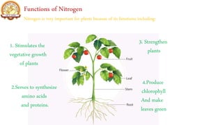 Nitrogen Metabolism : Sources of Nitrogen | PPTX