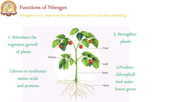 Nitrogen Metabolism : Sources of Nitrogen | PPT