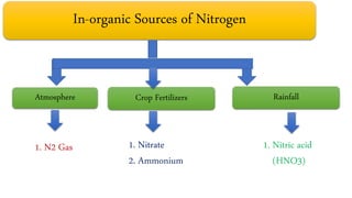 Nitrogen Metabolism : Sources of Nitrogen | PPTX