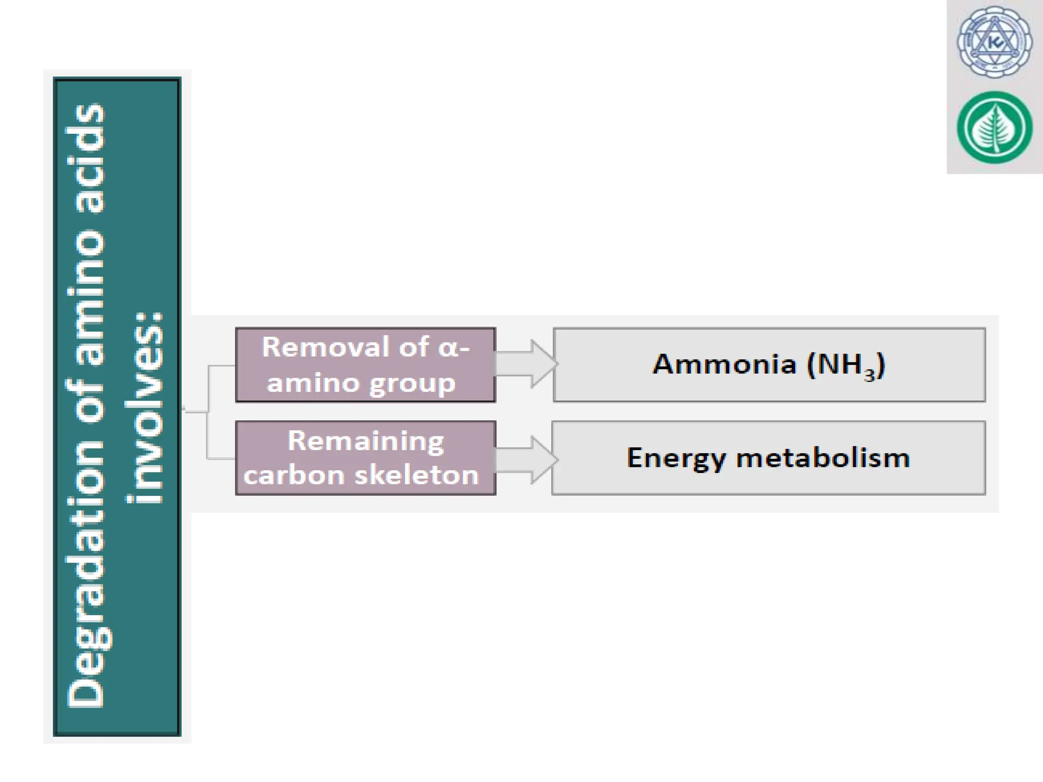Nitrogen metabolism and the urea cycle.pptx | Chemistry | Science