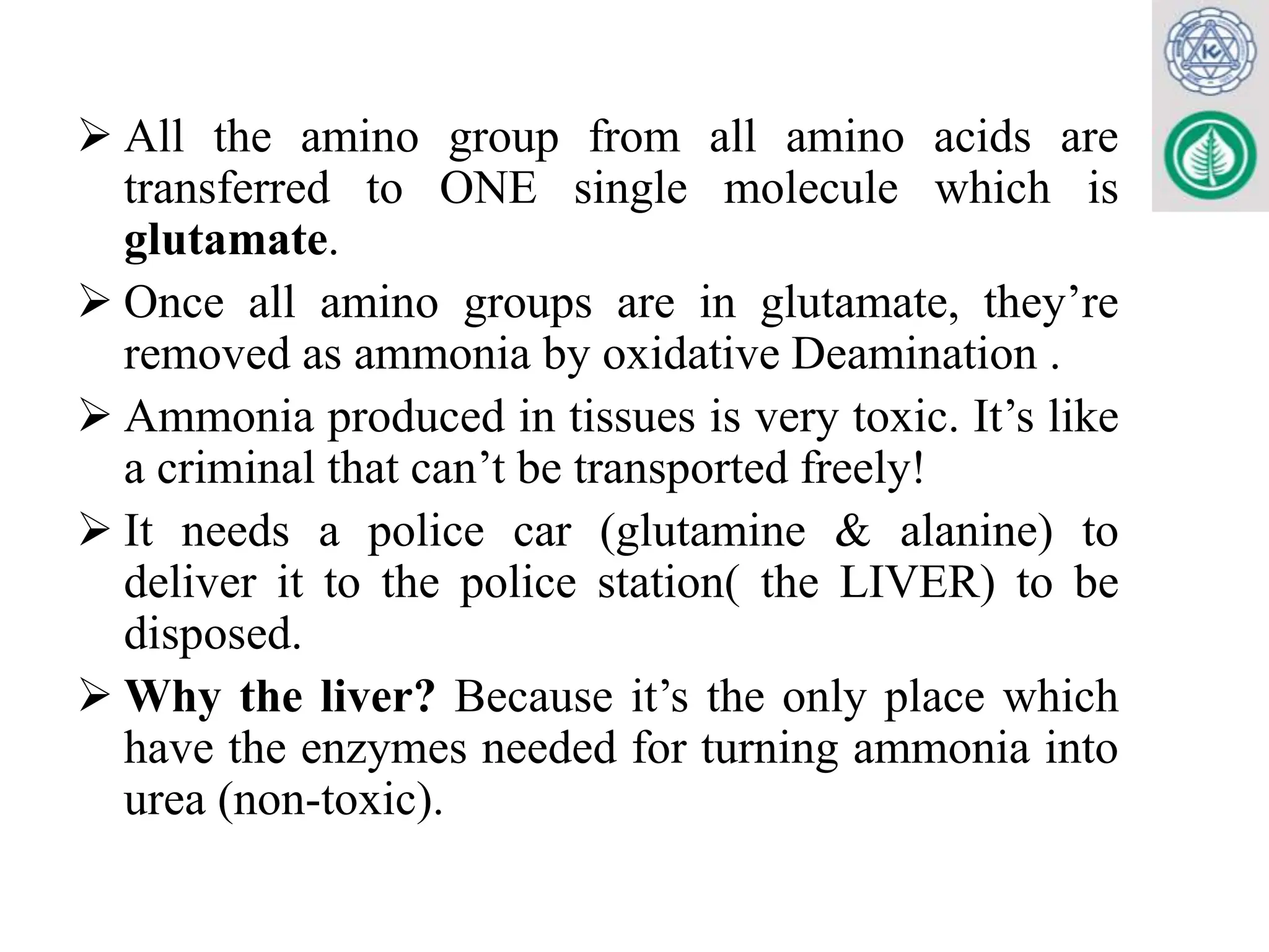 Nitrogen metabolism and the urea cycle.pptx