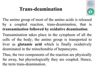 Nitrogen metabolism and the urea cycle.pptx | Chemistry | Science