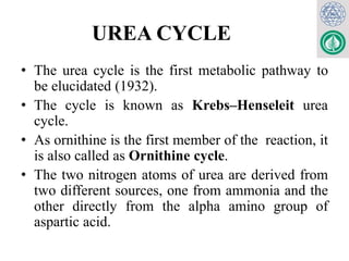 Nitrogen metabolism and the urea cycle.pptx | Chemistry | Science