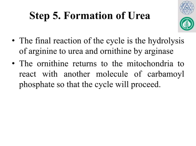 Nitrogen metabolism and the urea cycle.pptx