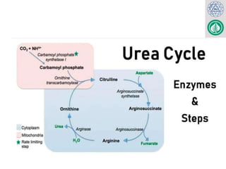 Nitrogen metabolism and the urea cycle.pptx | Chemistry | Science