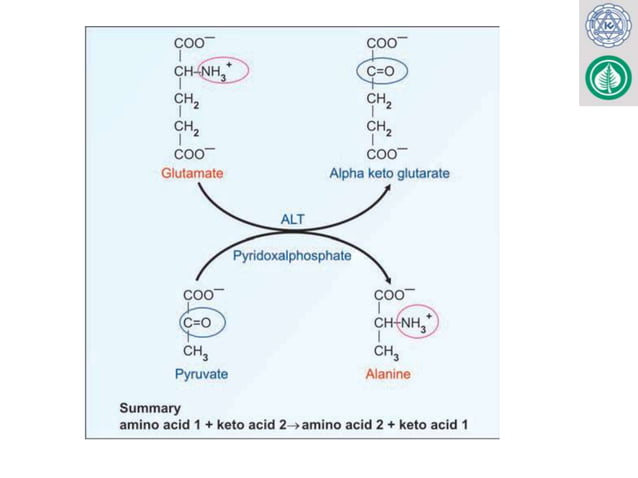Nitrogen metabolism and the urea cycle.pptx