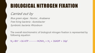 Nitrogen metabolism in plants.pptx