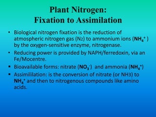Nitrogen metabolism overview | PDF