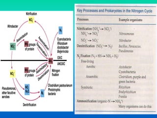 Nitrogen metabolism overview | PDF