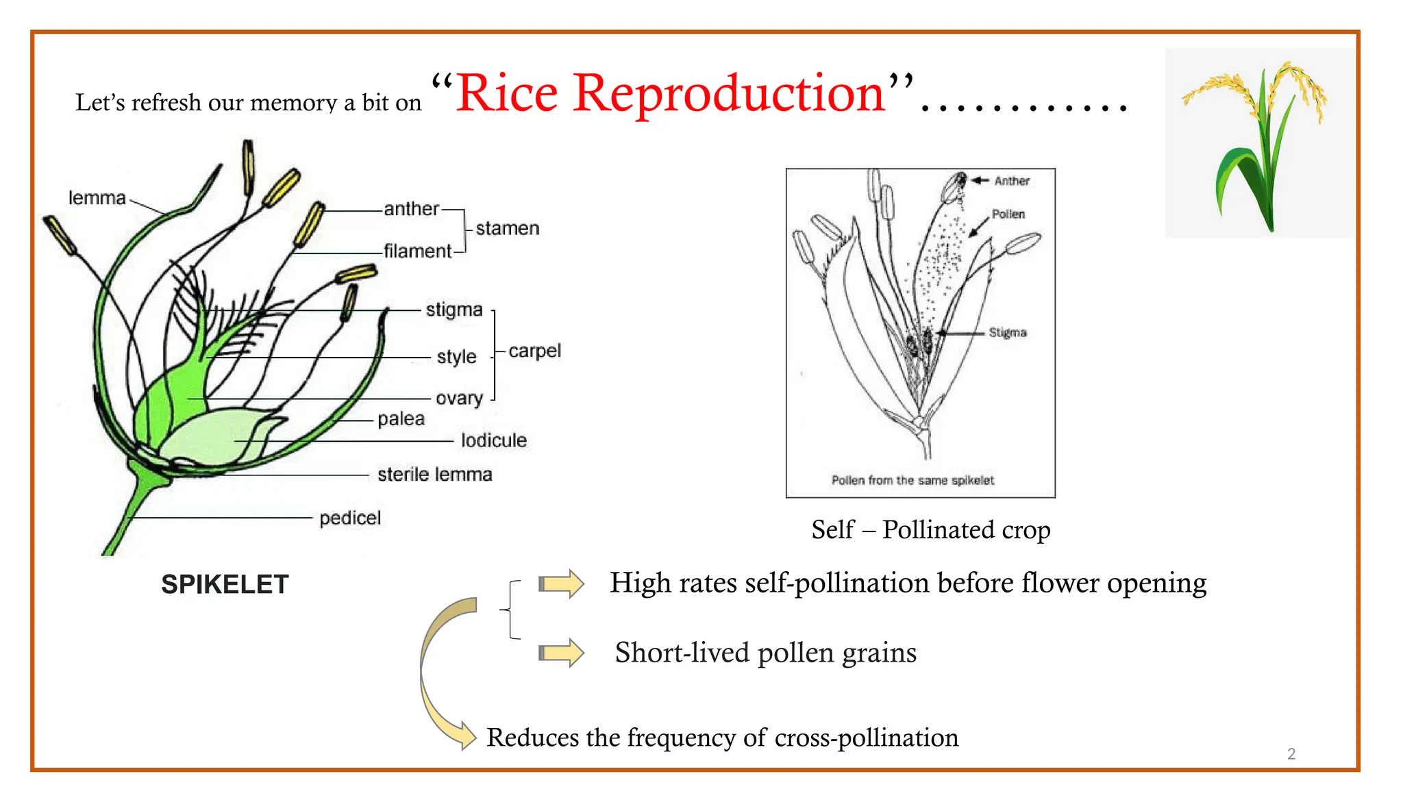 Revitalizing plant fertility: Nitrogen nutrition contributes to plant ...