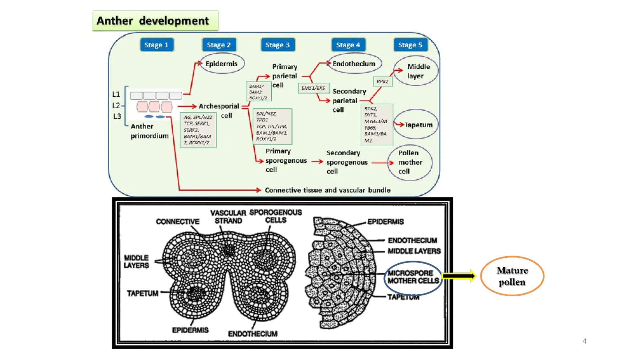 Revitalizing plant fertility: Nitrogen nutrition contributes to plant ...
