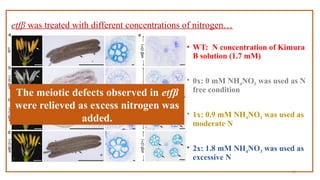 Revitalizing plant fertility: Nitrogen nutrition contributes to plant ...