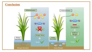 Revitalizing plant fertility: Nitrogen nutrition contributes to plant ...