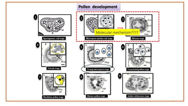 Revitalizing plant fertility: Nitrogen nutrition contributes to plant ...