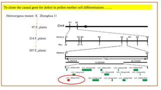 Revitalizing plant fertility: Nitrogen nutrition contributes to plant ...