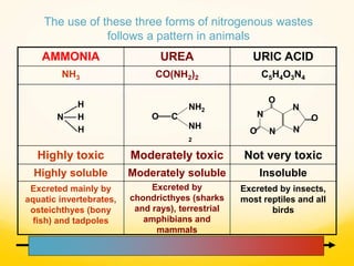 Nitrogenous waste, enogenous chemical | PPTX
