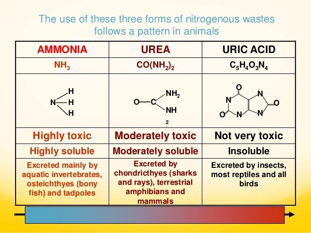 Nitrogenous Waste From Excretion And Death