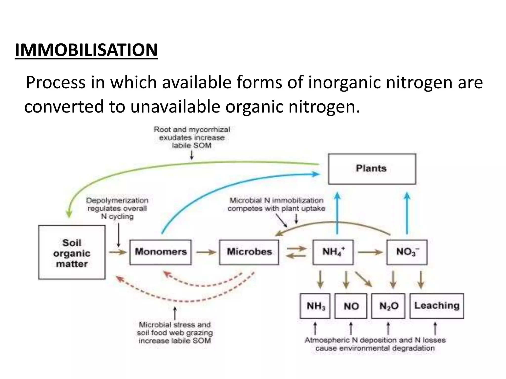 Nitrogen presentation | PPTX
