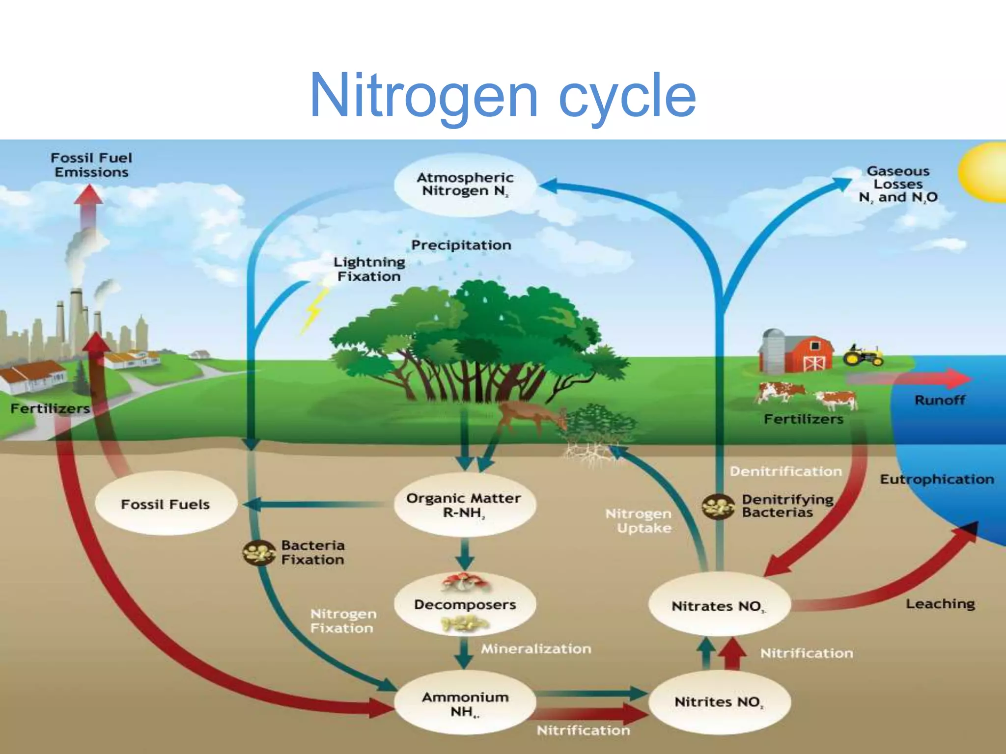 Nitrogen presentation | PPTX